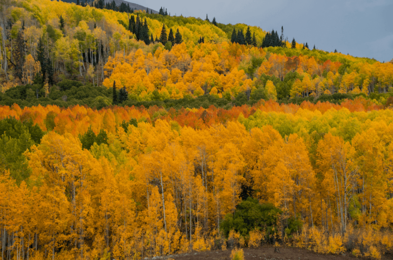 The Complete Chasing Fall Foliage in Colorado Travel Guide | gracefkim